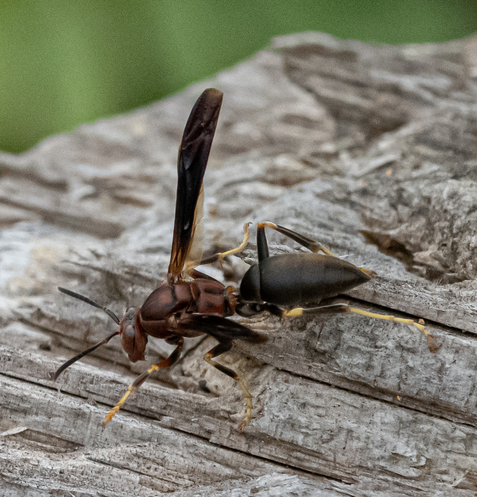 Metric Paper Wasp from Lunenburg County, VA, USA on July 10, 2023 at 10 ...
