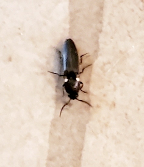 Headlight Beetles from Hawthorne, FL 32640, USA on July 11, 2023 at 12: ...