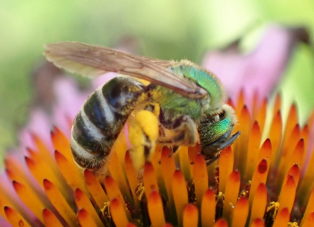 Bicolored Striped Sweat Bee from Chester County, PA, USA on July 11 ...
