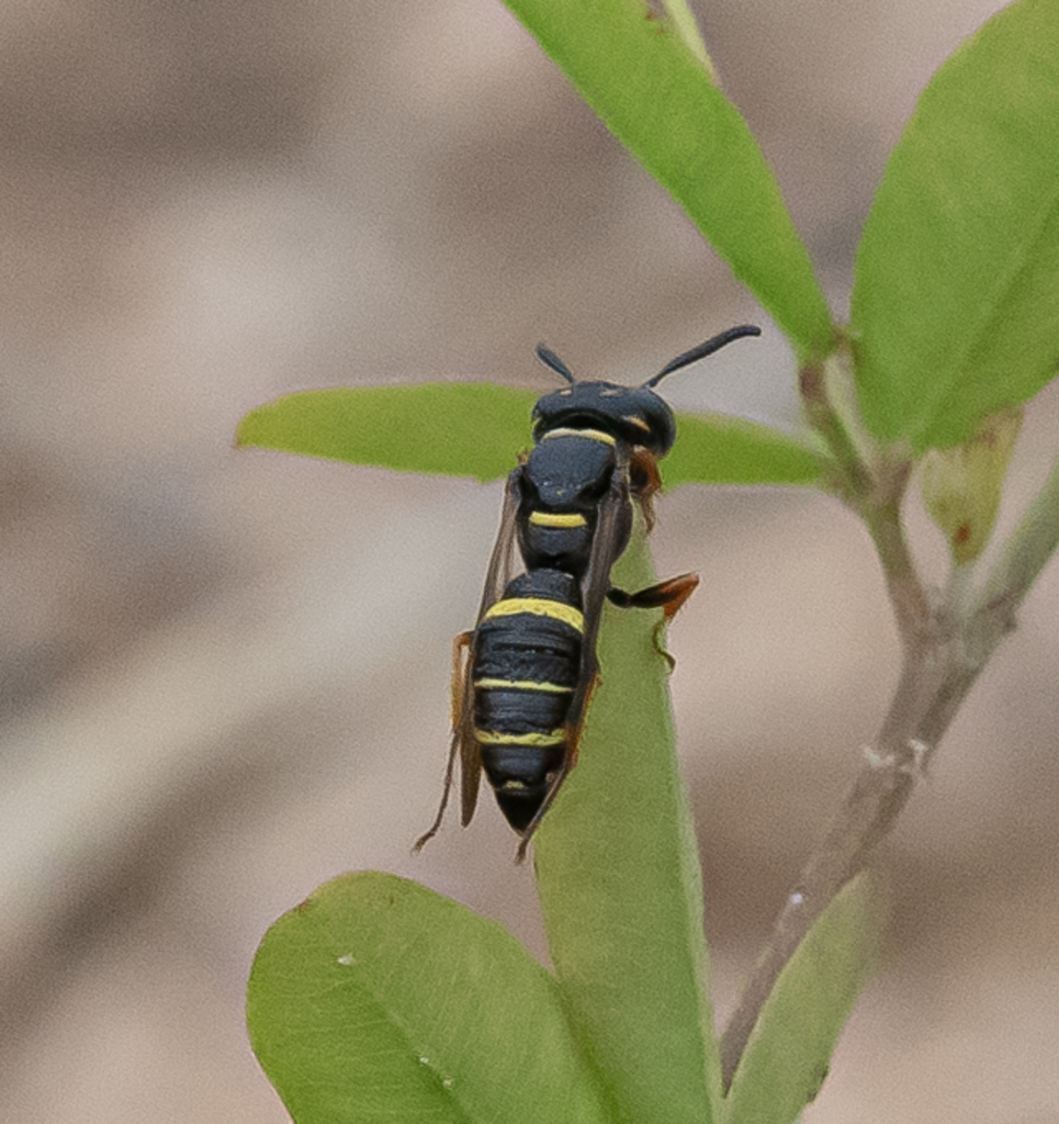 Typical Weevil Wasps and Allies from Lunenburg County, VA, USA on July ...