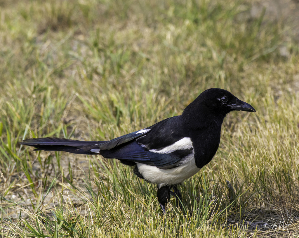 Black-billed Magpie from Fairways West, Regina, SK, Canada on July 10 ...