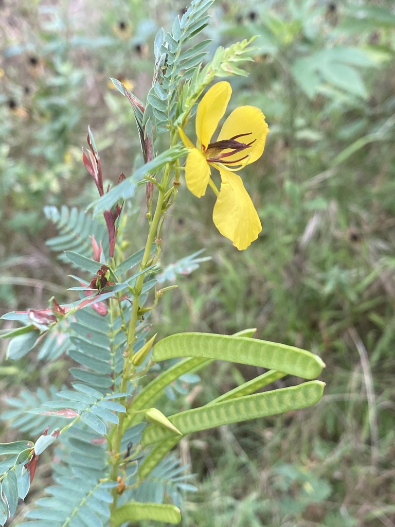partridge pea from Randol Mill Park, Arlington, TX, US on July 11, 2023 ...