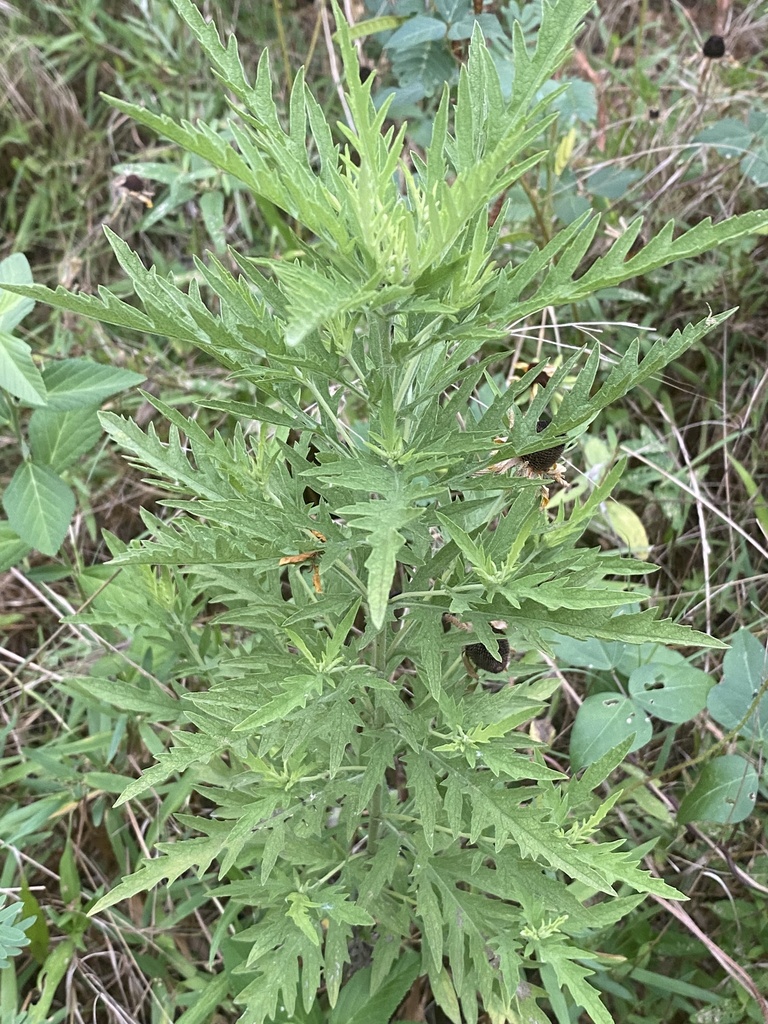 western ragweed from Randol Mill Park, Arlington, TX, US on July 11 ...