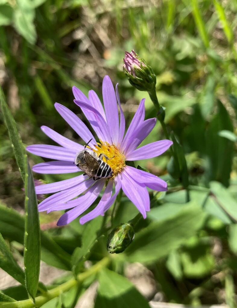 Bees from Southwest Calgary, Calgary, AB, Canada on July 4, 2023 at 03: ...