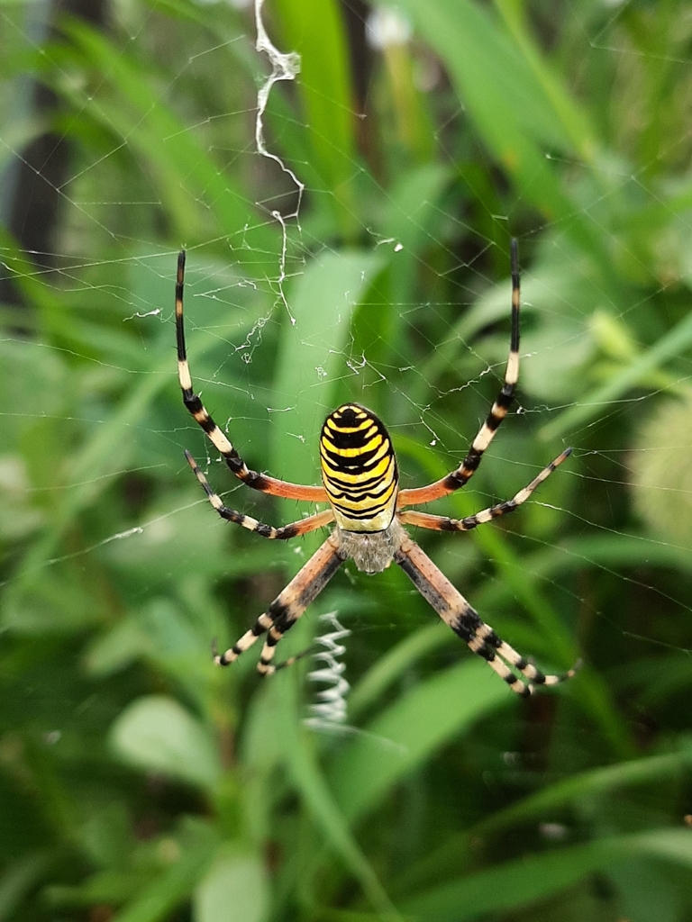 Wasp Spider from 25016 Ghedi BS, Italia on July 11, 2023 at 07:10 PM by ...