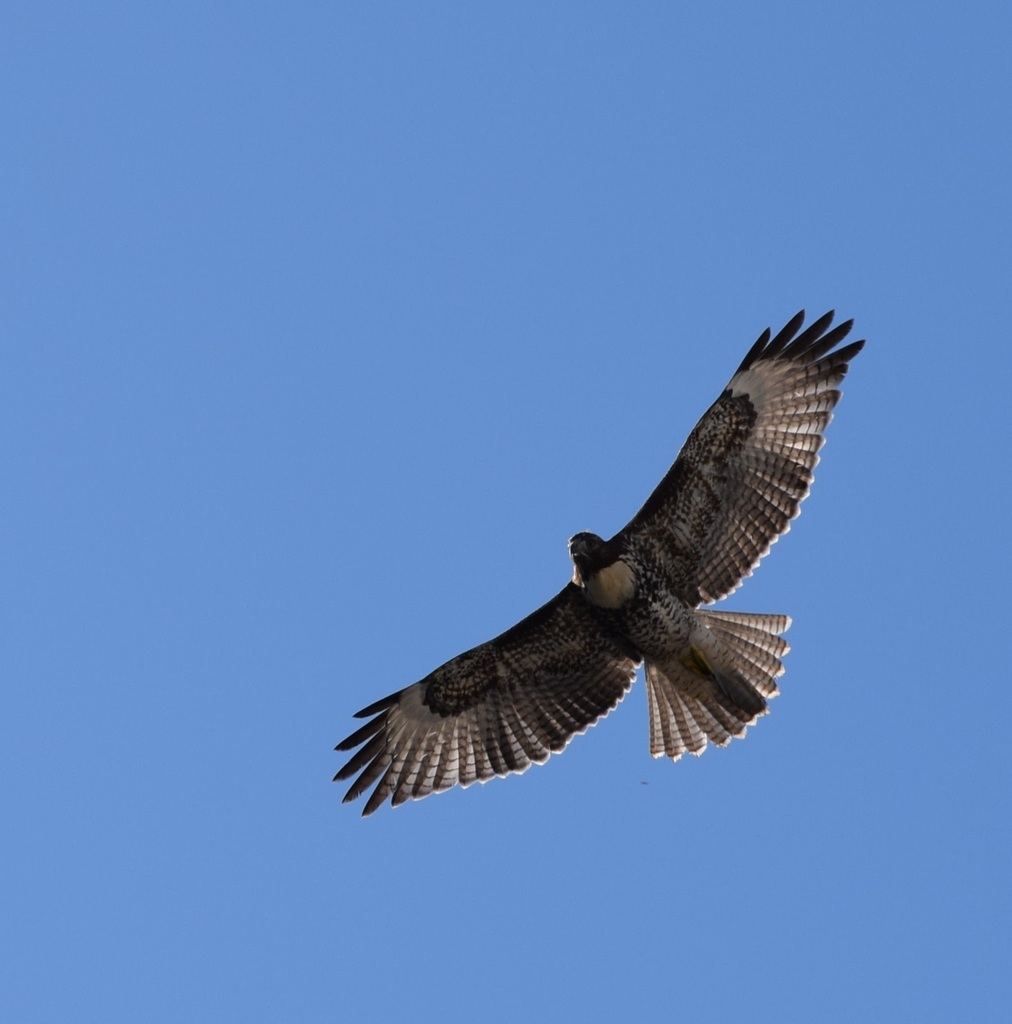 Red-tailed Hawk from 3505 Reynard Way, San Diego, CA 92103 on July 11 ...