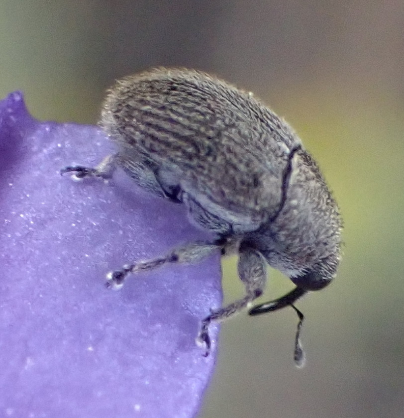 True Weevils from Roodefontein 440 Ptn 26, Garden Route District ...