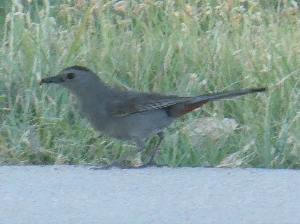 Gray Catbird from Boulder County, CO, USA on July 11, 2023 at 08:24 AM ...