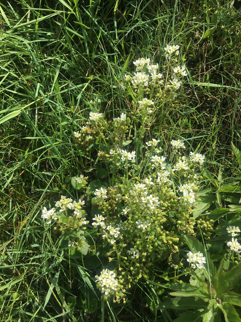 Scurvy grass from Patrick, IM-GB, IM on May 30, 2018 at 01:26 PM by ...