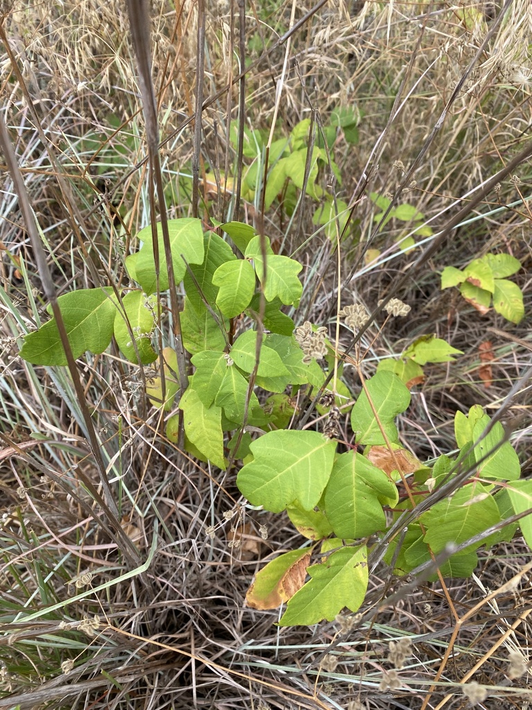 eastern poison ivy from Crowley, TX, US on July 11, 2023 at 10:46 AM by ...