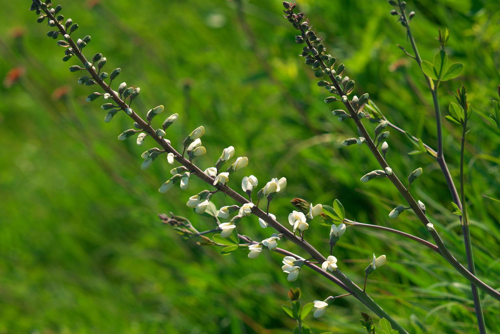 white wild indigo from Retzer Nature Ctr on June 9, 2023 at 08:05 AM by ...