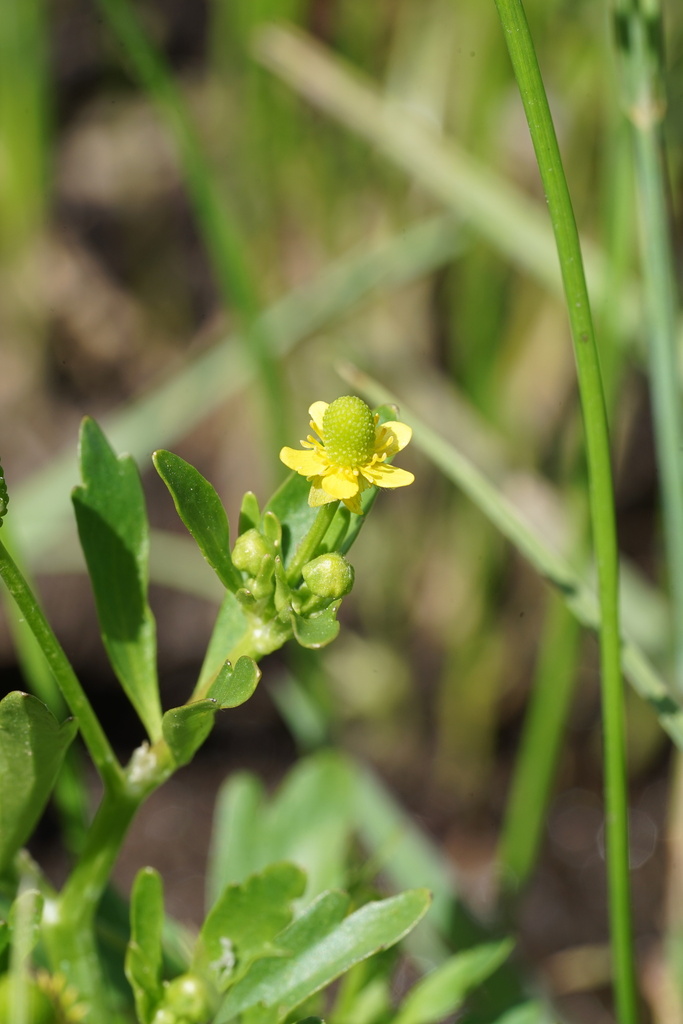 cursed crowfoot from Malheur County, US-OR, US on July 09, 2023 at 10: ...