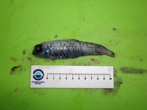 Goiter Blacksmelt (Bathylagus euryops) · iNaturalist United Kingdom