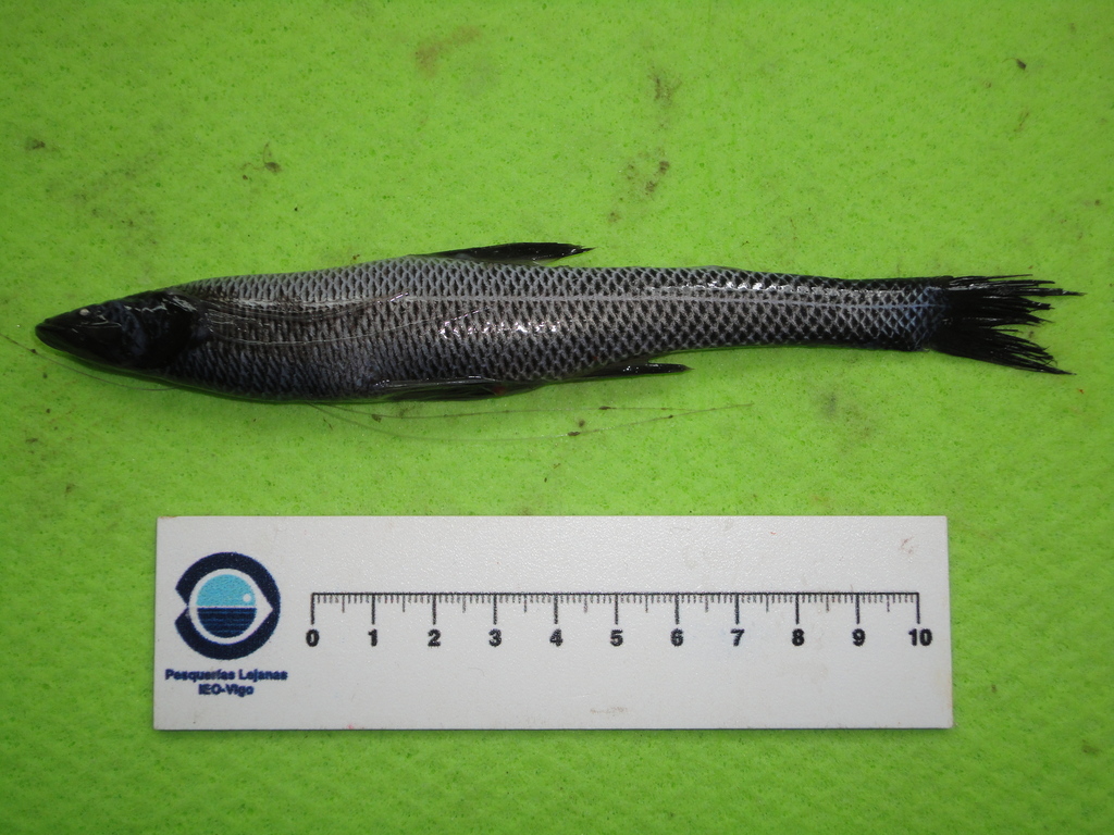 Spiderfish from 3NO, Grand Banks of Newfoundland on June 04, 2013 at 02 ...