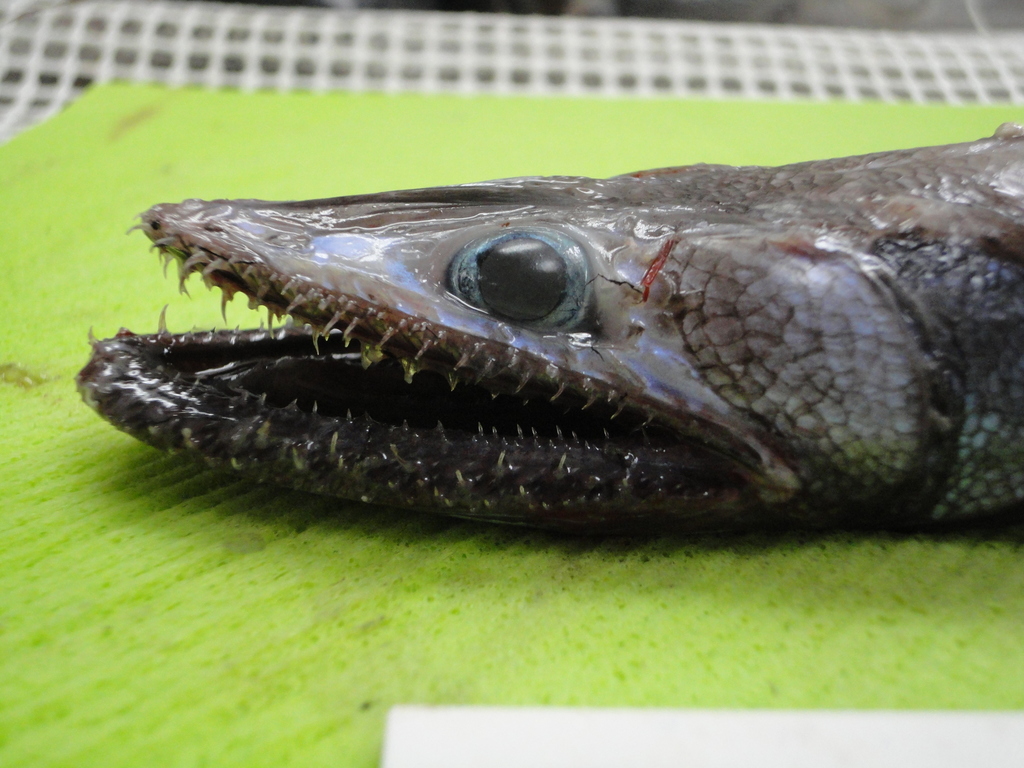 Deepsea Lizardfish (Bathysaurus ferox) - Marine Life Identification