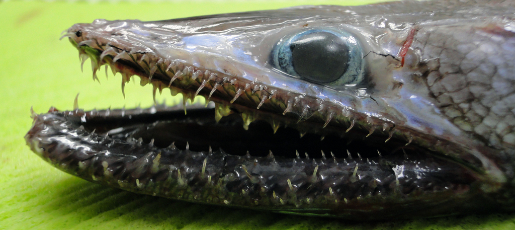 Deepsea Lizardfish (Bathysaurus ferox) - Marine Life Identification