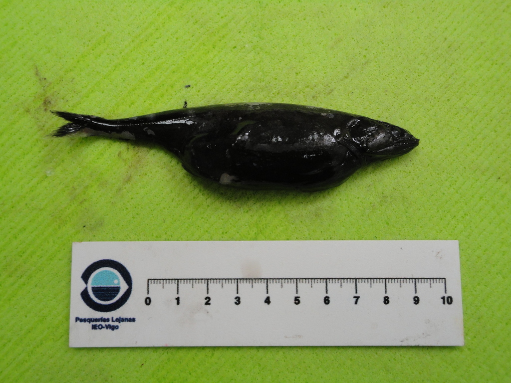 Black Swallower (Chiasmodon niger) - Marine Life Identification