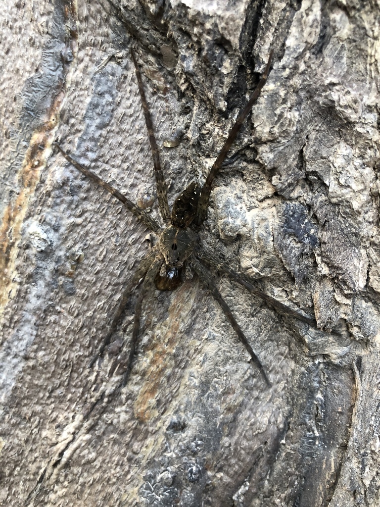 Banded Fishing Spider in January 2019 by kellis__ · iNaturalist