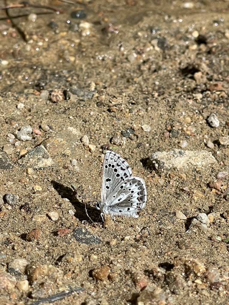 Arrowhead Blue from Sugarloaf Rd, Boulder, CO, US on July 11, 2023 at ...