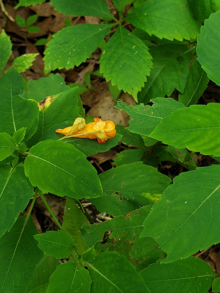 common jewelweed from Huron Township, OH, USA on July 11, 2023 at 12:16 ...