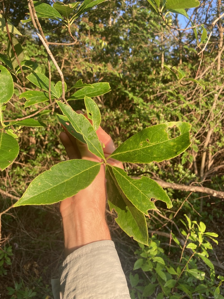 Sweetleaf from SR-615, Charles City, VA, US on July 11, 2023 at 06:55 ...