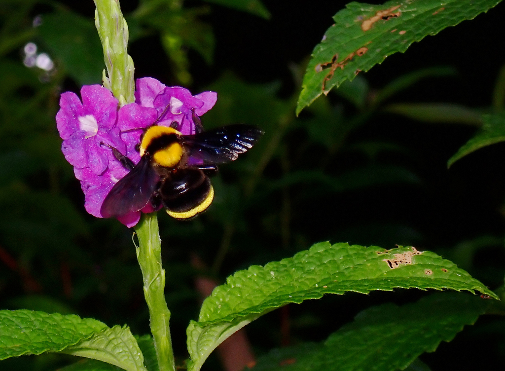 Amazonian Bumble Bee from Saint-Laurent-du-Maroni, Guyane française on ...
