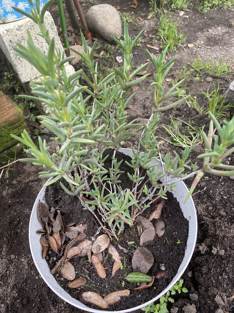 Bella las once desde Porvenir, Chiguayante, Biobío, CL el 11 de julio ...