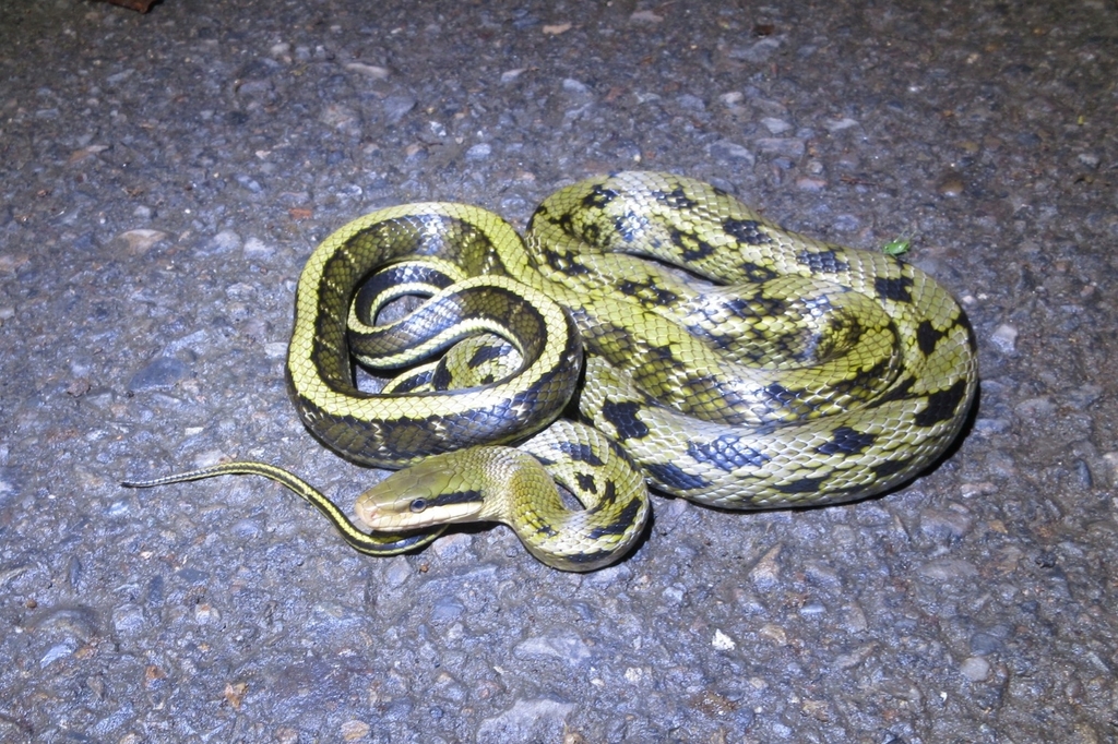 Beauty Ratsnake in July 2023 by Yucheol Shin · iNaturalist