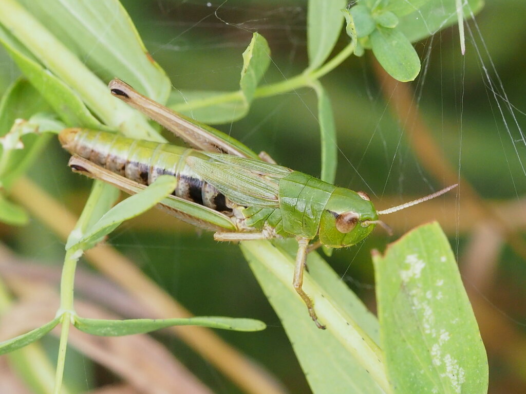 Meadow Grasshopper from A458, Stourbridge DY8 4UA on July 2, 2023 at 05 ...