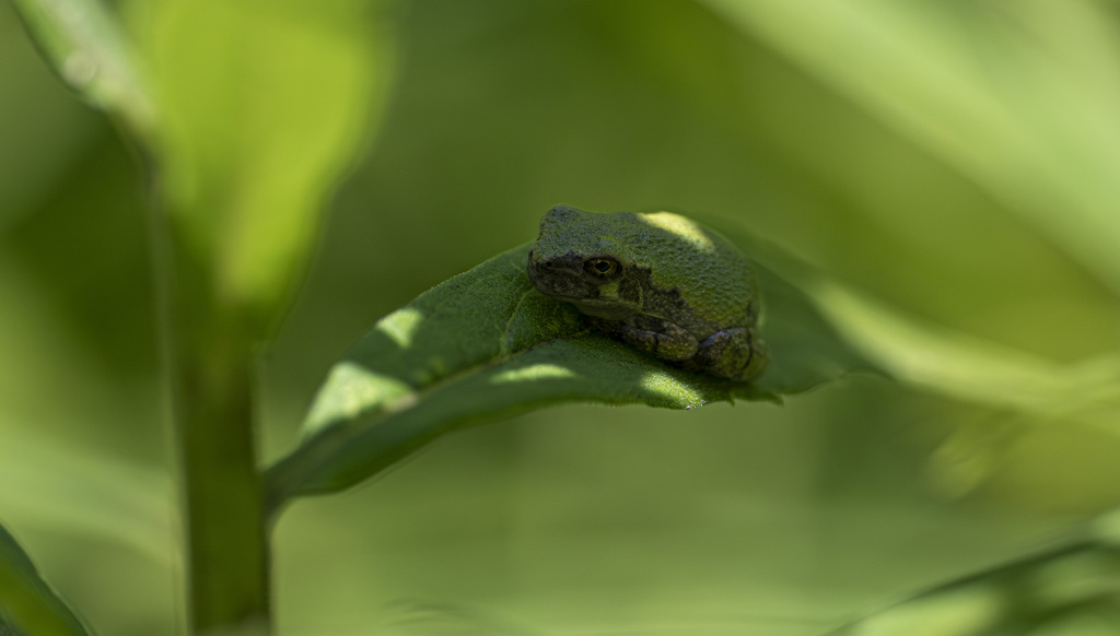 Cope's Gray Treefrog from Chatham County, NC, USA on July 11, 2023 at ...
