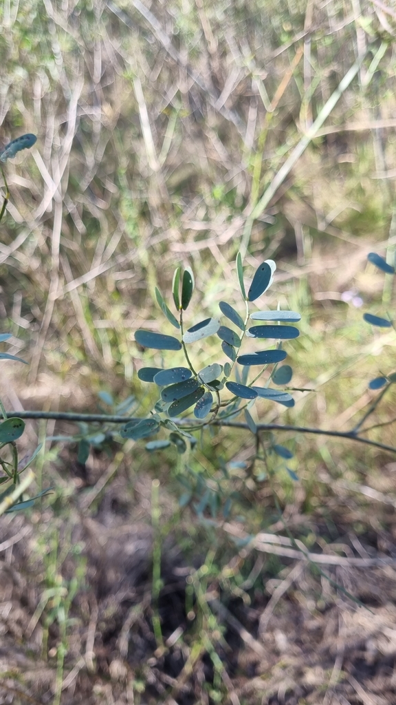 mudgee wattle from Esk, AU-QL, AU on July 10, 2023 at 01:14 PM by ...