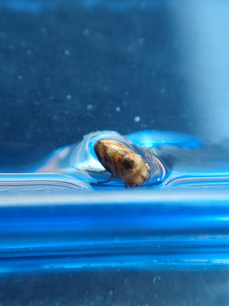 Plea minutissima from Lehe, Bremen, Deutschland on July 11, 2023 at 01: ...