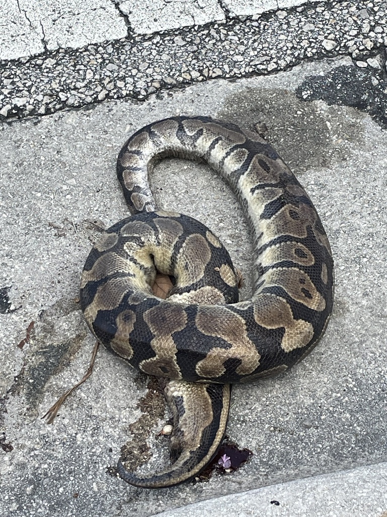 Ball Python from N University Dr, Pembroke Pines, FL, US on July 11 ...