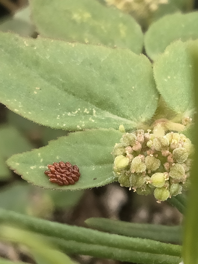 Insects from Dallas, TX 75210, USA on July 11, 2023 at 02:16 PM by ...