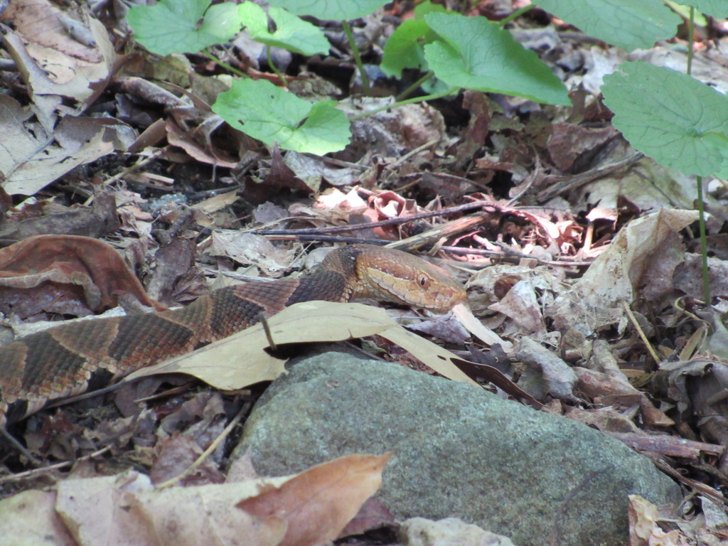 Eastern Copperhead from Palisades Interstate Park, Alpine, NJ, US on ...