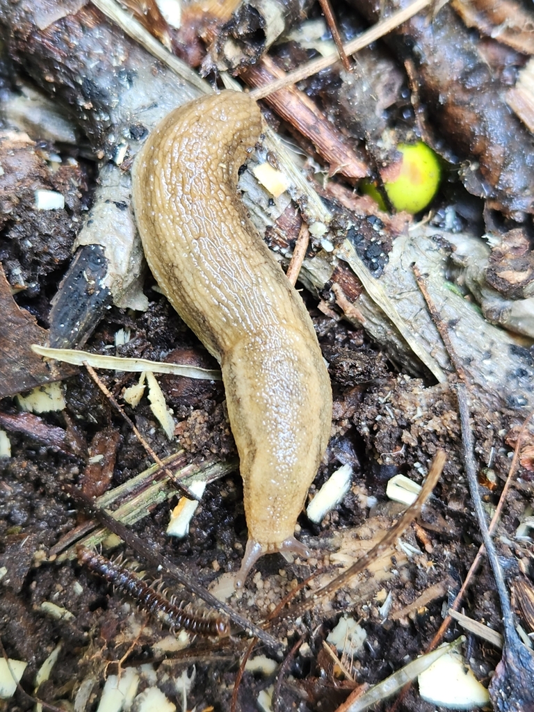 Hedgehog Slug from Delaware County, US-PA, US on July 11, 2023 at 02:51 ...