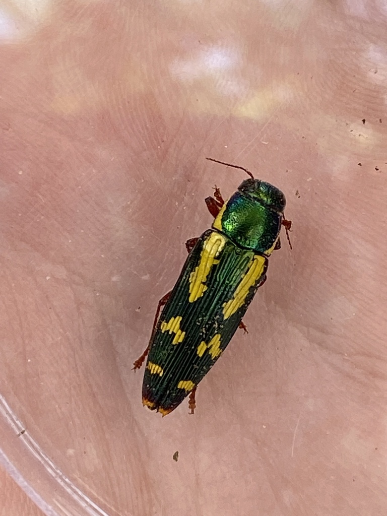 Red-legged Buprestis Beetle from River Legacy Park, Arlington, TX, US ...