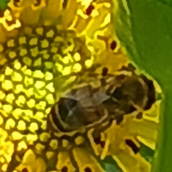 Western Honey Bee from Edmond, OK, USA on July 11, 2023 at 01:14 PM by ...