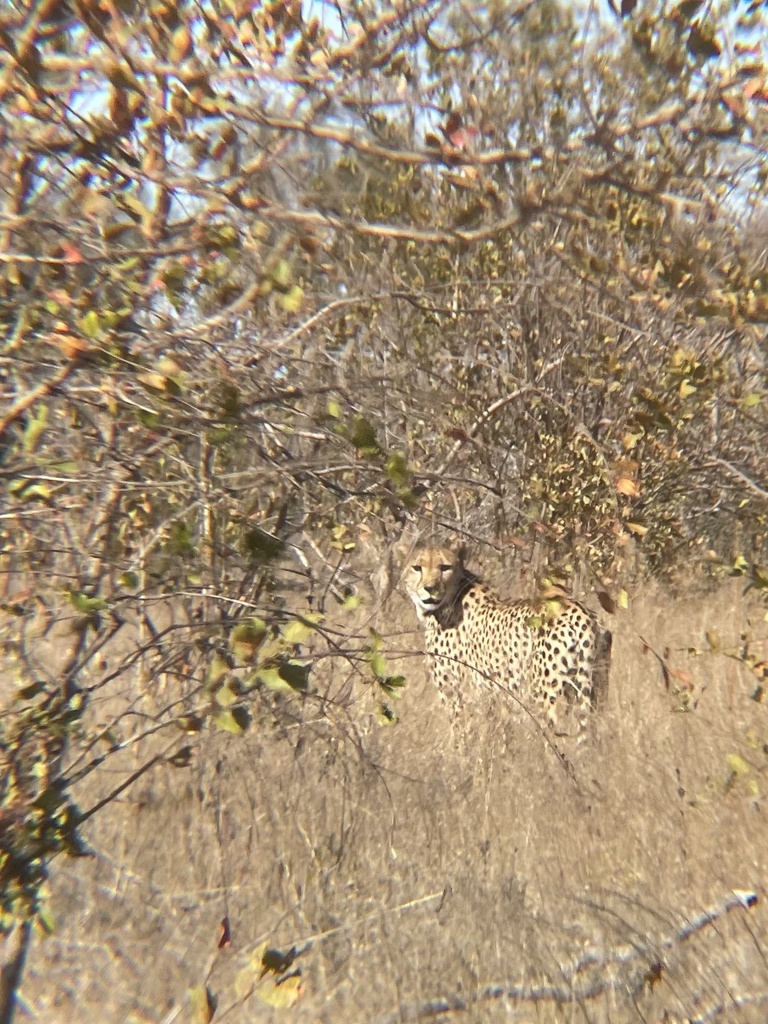 Southern and Eastern African Cheetah in July 2023 by trevor-blake23 ...