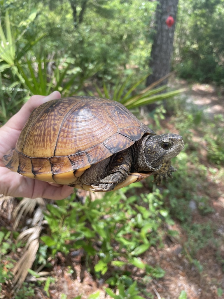 Common Box Turtle in July 2023 by frank08 · iNaturalist