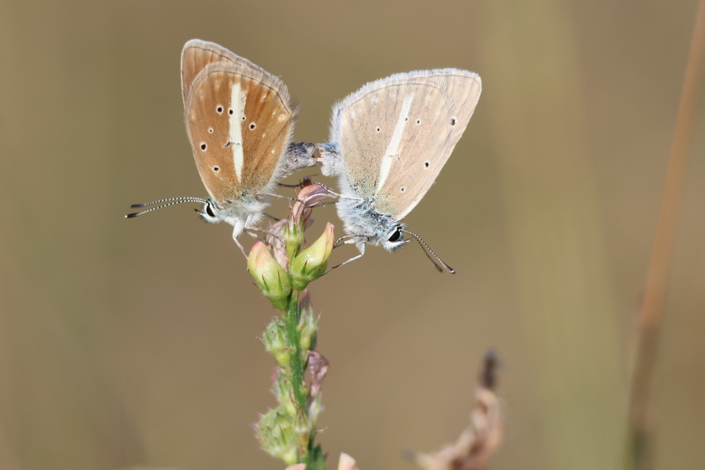Damon Blue in July 2023 by ben_10 · iNaturalist