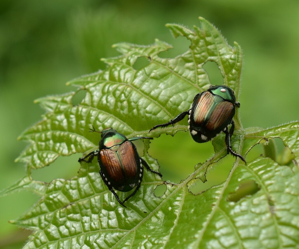 Winsome Fly from Avon, ME 04966, USA on July 11, 2023 at 07:59 AM by C ...