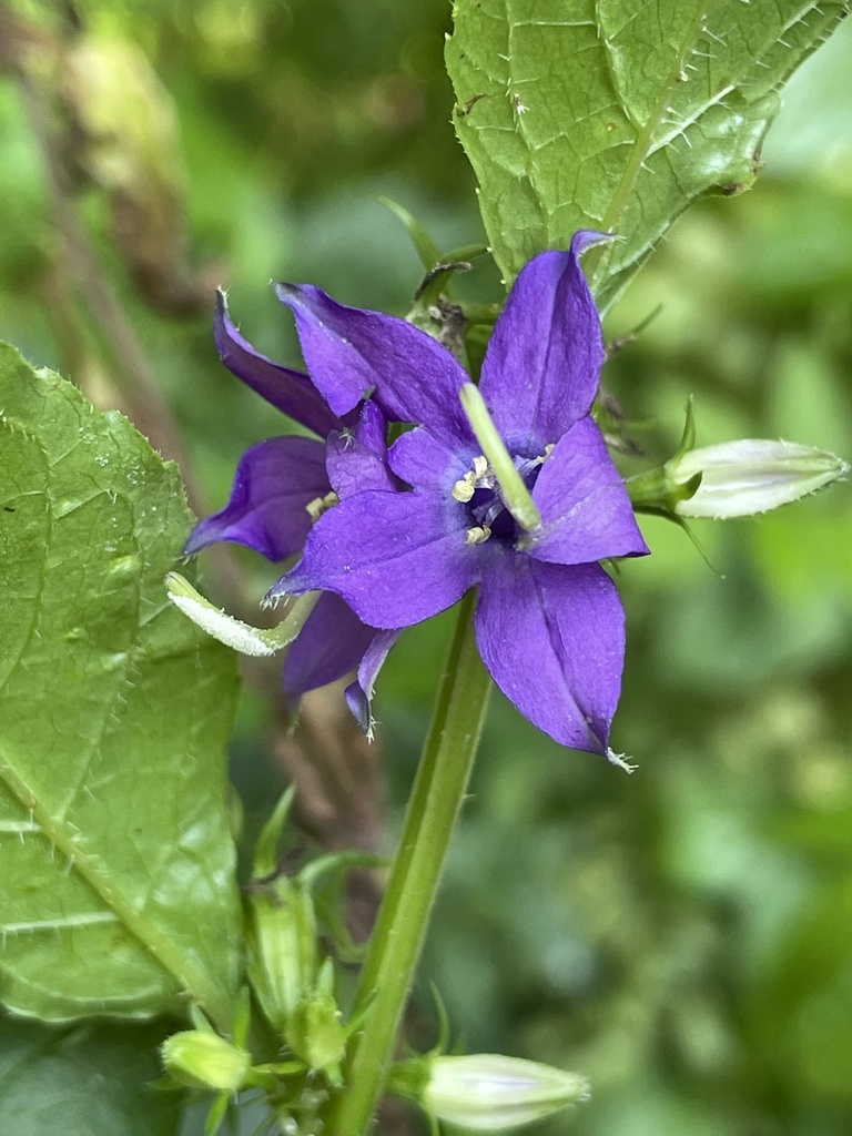 tall bellflower from Reservoir Rd, La Follette, TN, US on August 13 ...