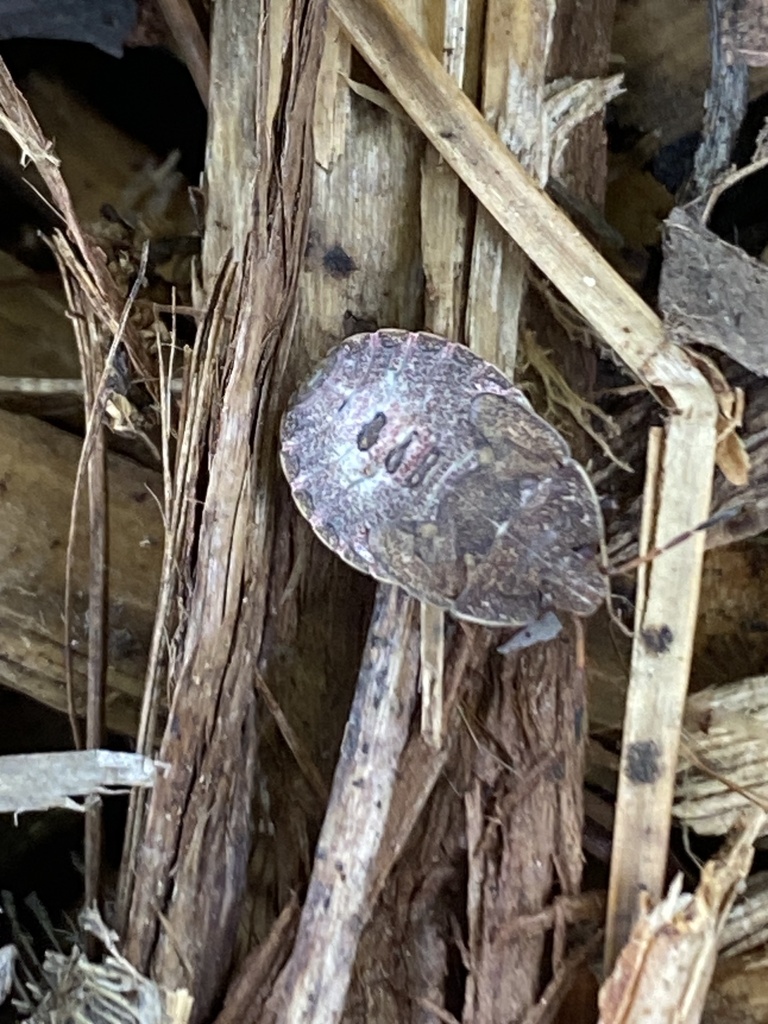 Menecles from Île de Montréal, Montréal, QC, CA on July 11, 2023 at 01: ...