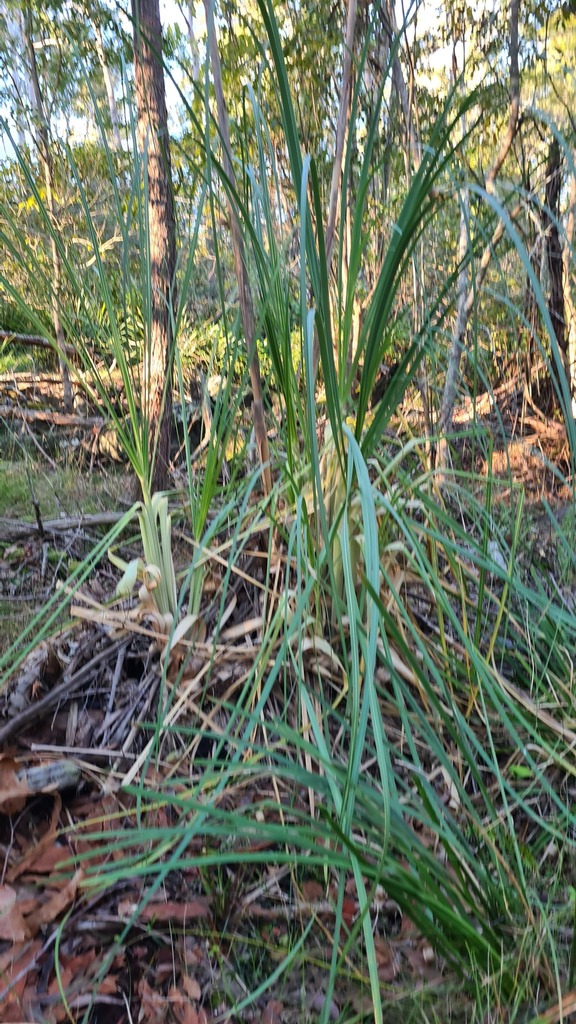 Pampas Grass from Galston NSW 2159, Australia on July 11, 2023 at 03:35 ...