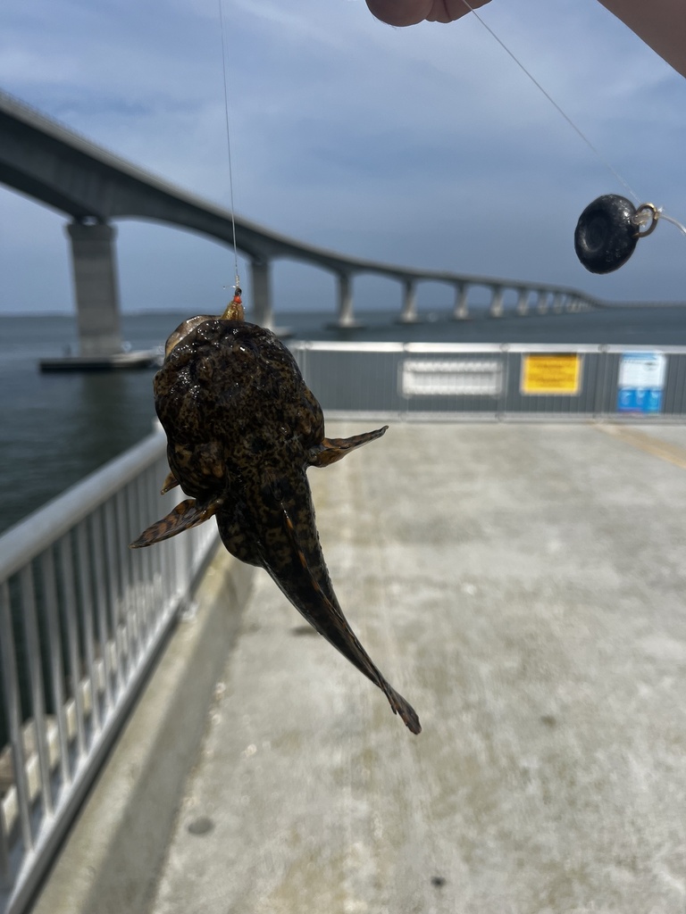 Oyster Toadfish from North Atlantic Ocean, NC, US on July 5, 2023 at 10 ...