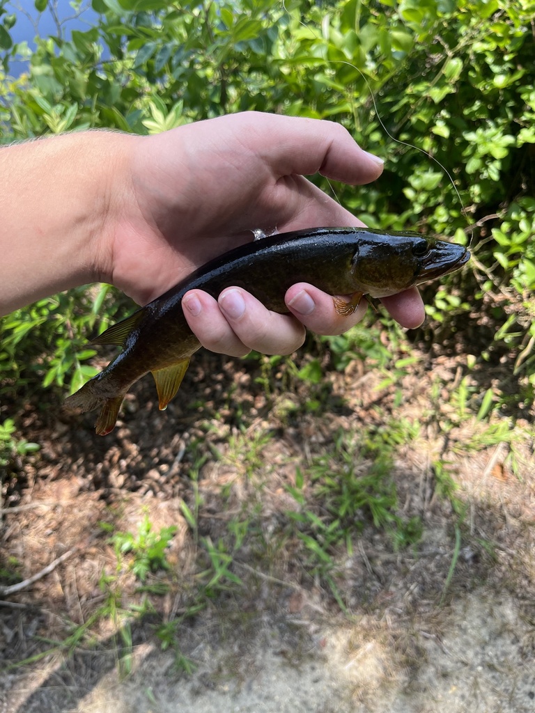 Redfin Pickerel from Hammonton, NJ, US on July 11, 2023 at 01:29 PM by ...