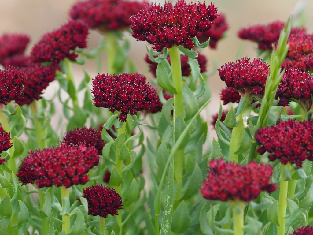 western roseroot (Denali, July 2023 Adventure) · iNaturalist