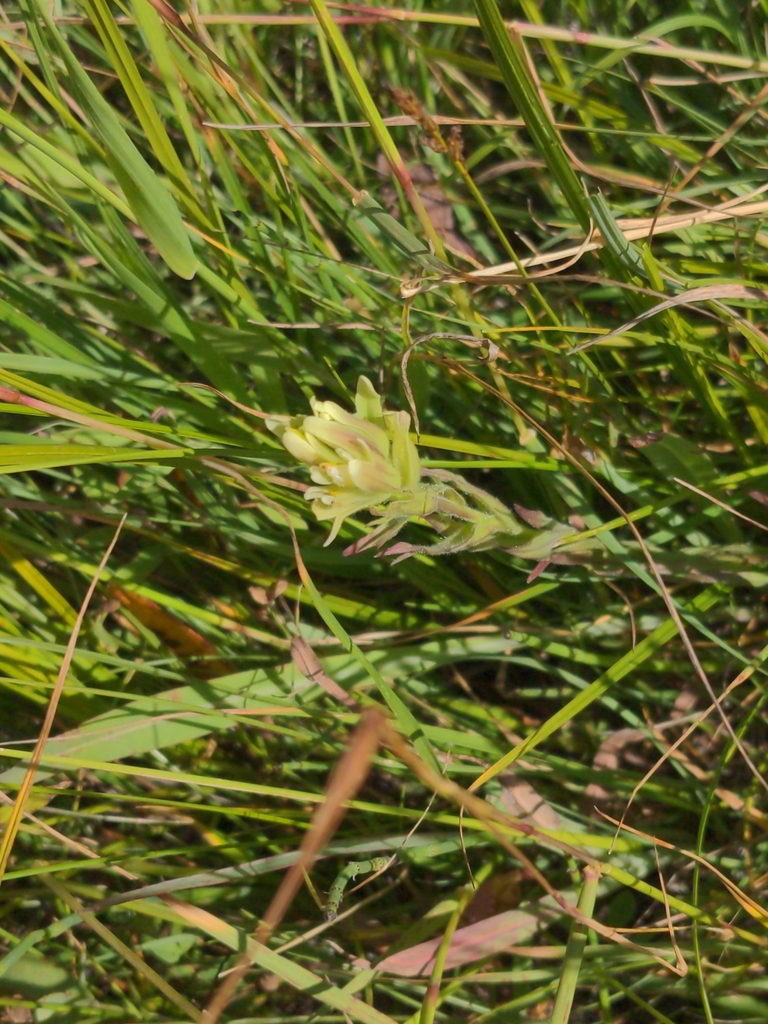 Cusick's Paintbrush from Grant County, US-OR, US on July 11, 2023 at 09 ...