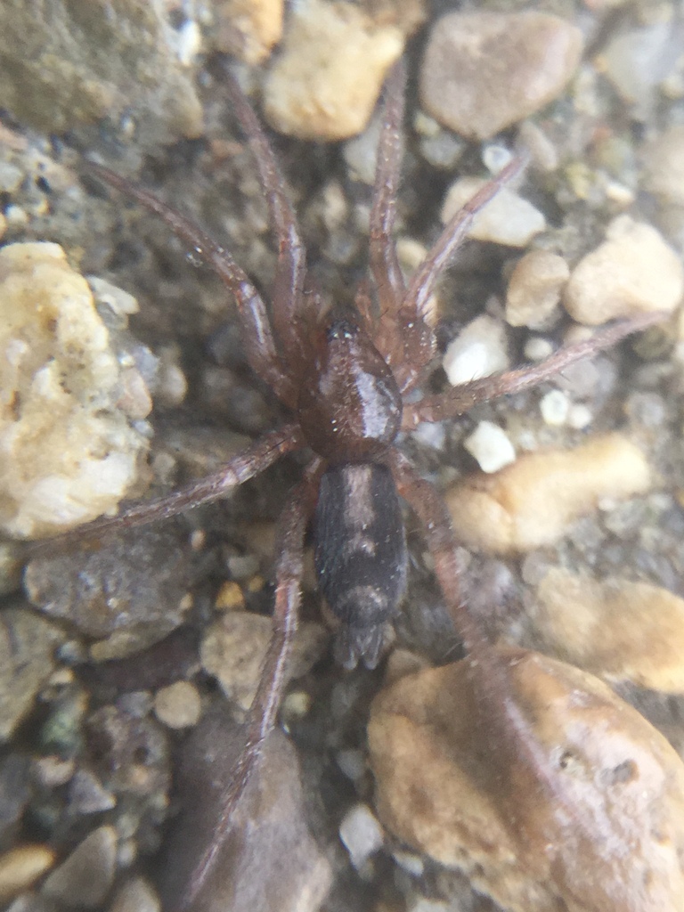 Eastern Parson Spider in June 2023 by Matthew Lindsey · iNaturalist